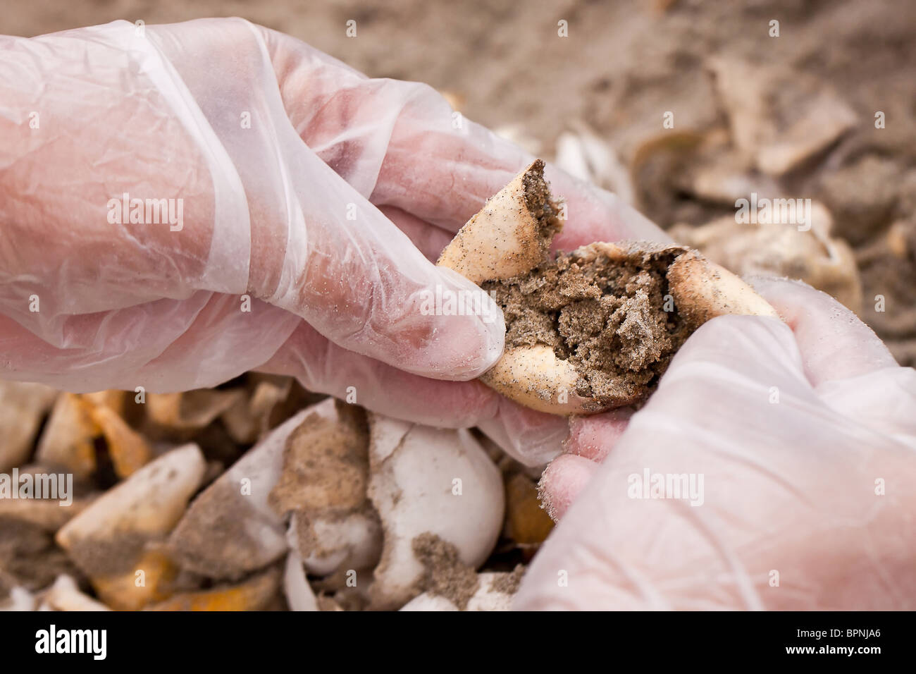 A turtle patrol volunteer examines unhatched loggerhead turtle eggs on ...