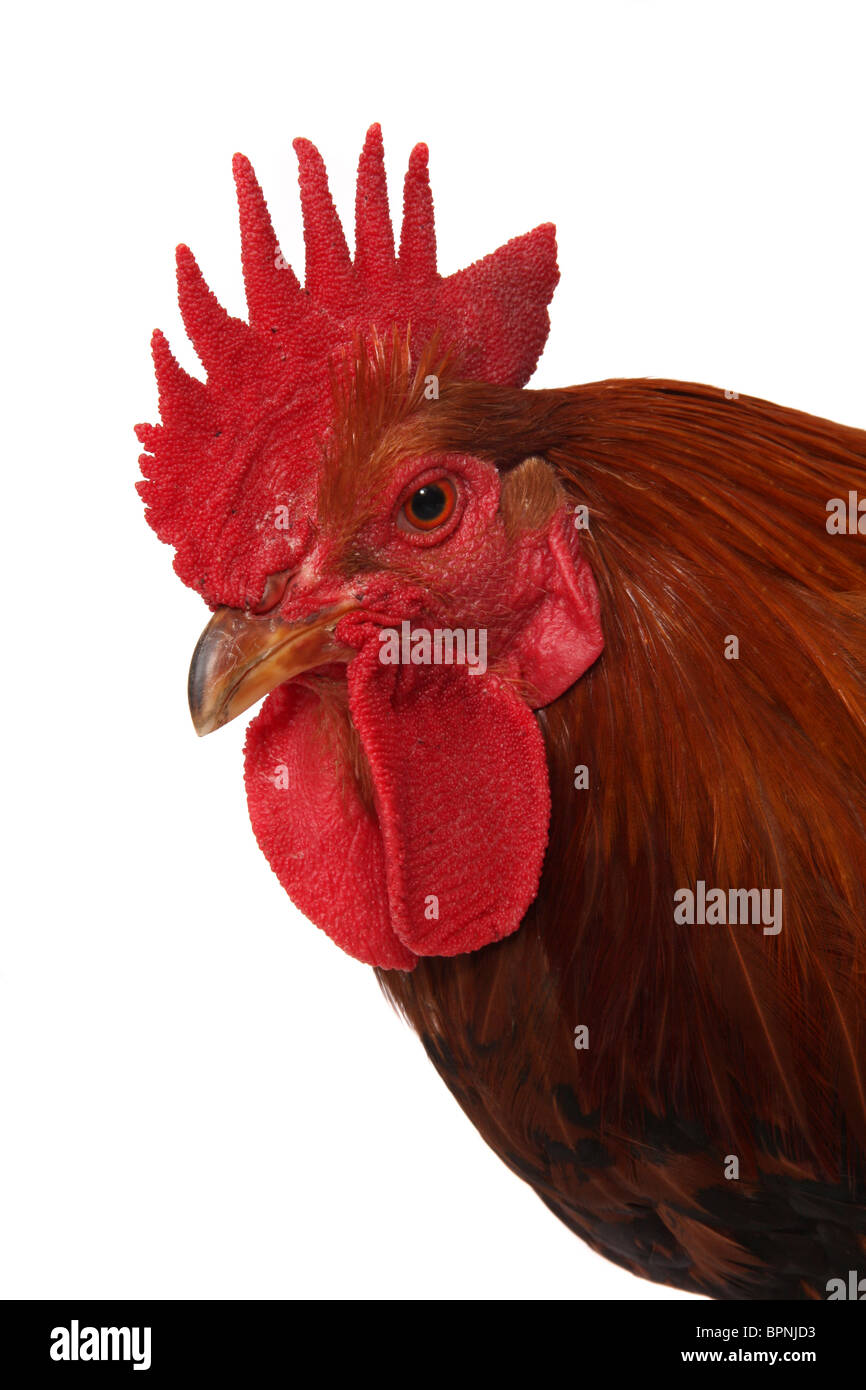 Cockerel Stock Photos & Cockerel Stock Images - Alamy