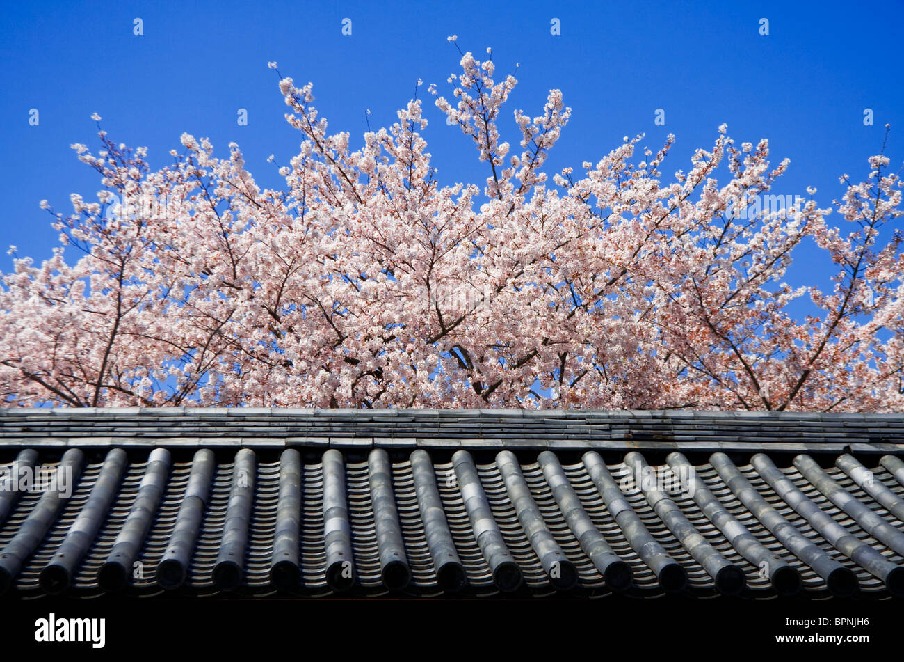 Detail Japanese Roof High Resolution Stock Photography and Images - Alamy