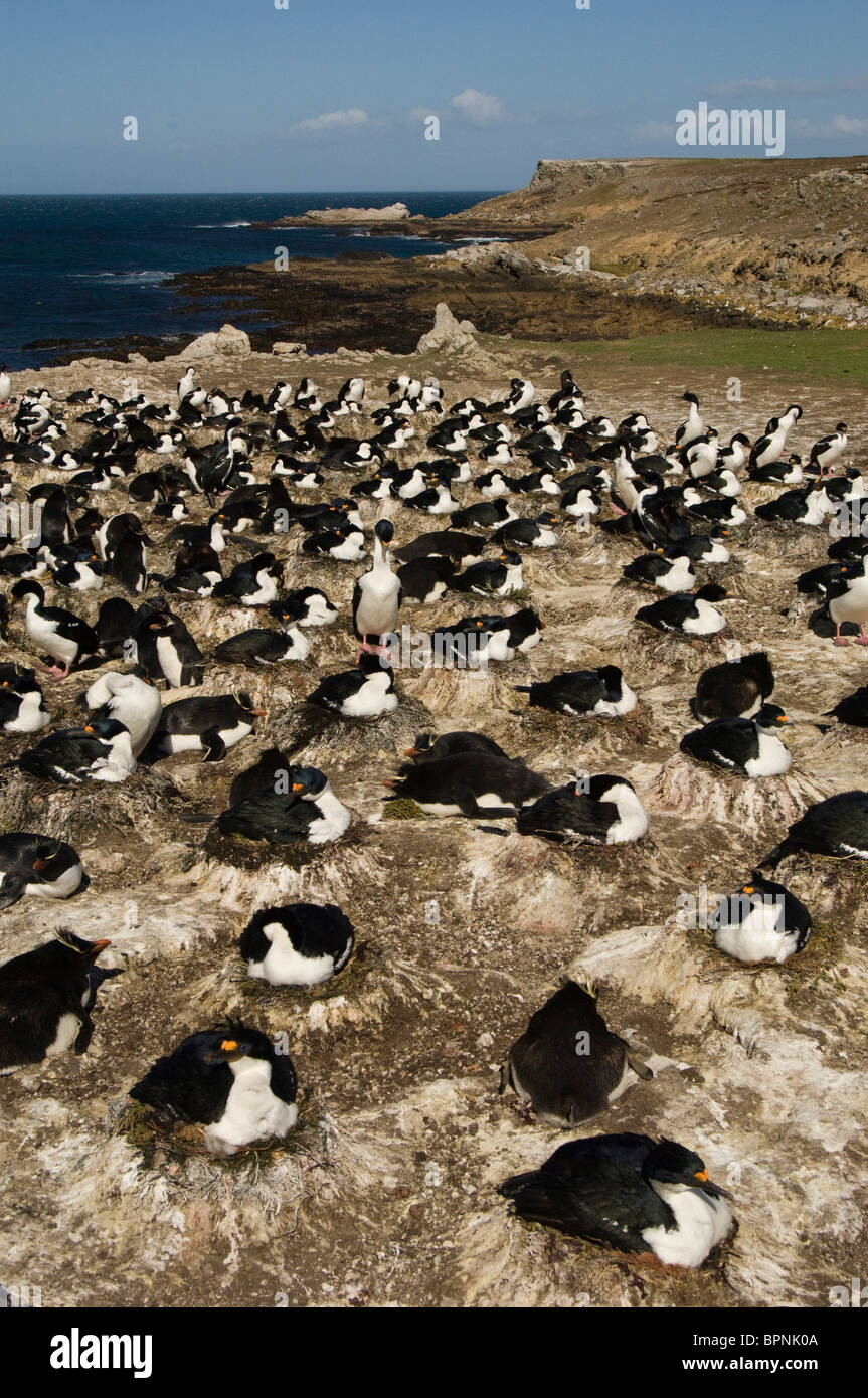Imperial Shag or King Cormorant or Imperial Cormorant colony mixed with ...