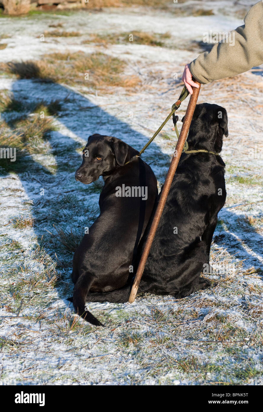 Labrador Gun Dogs High Resolution Stock Photography and Images - Alamy