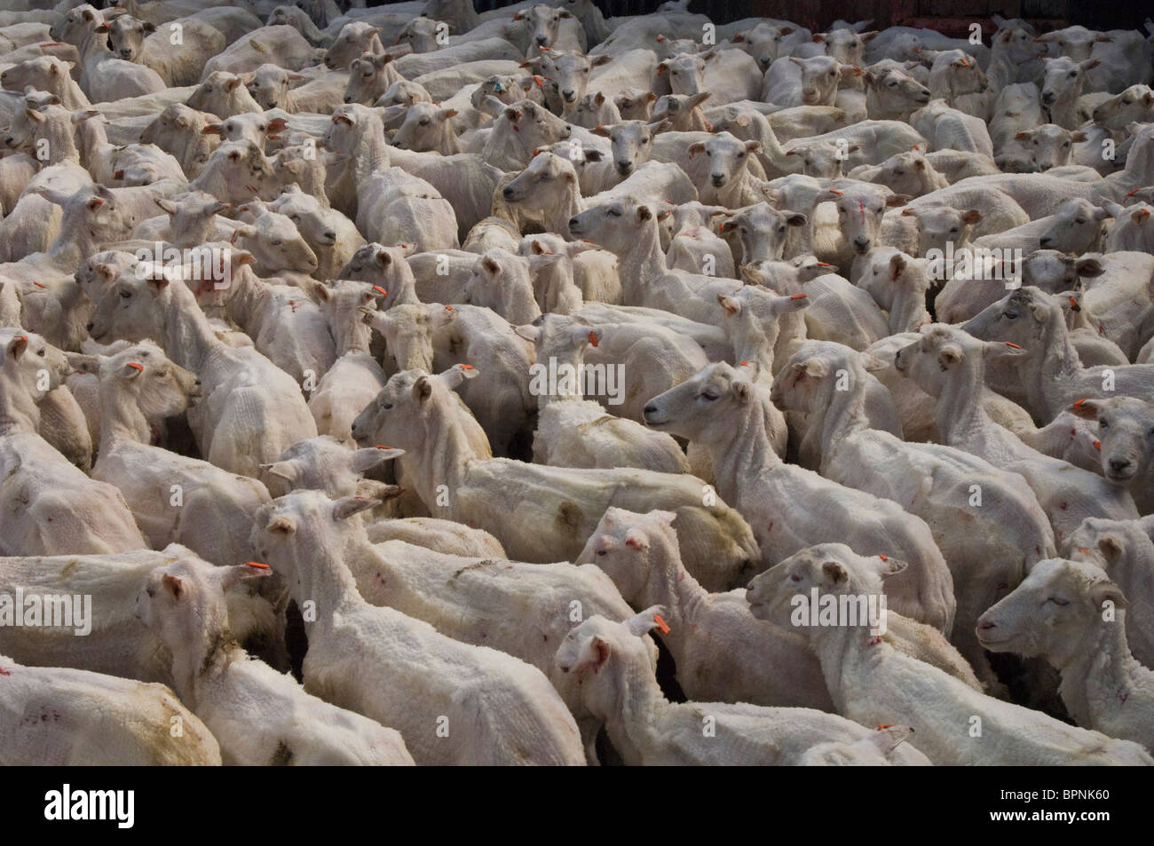 Sheep after shearing. Port Howard, Northern end of West Falkland ...