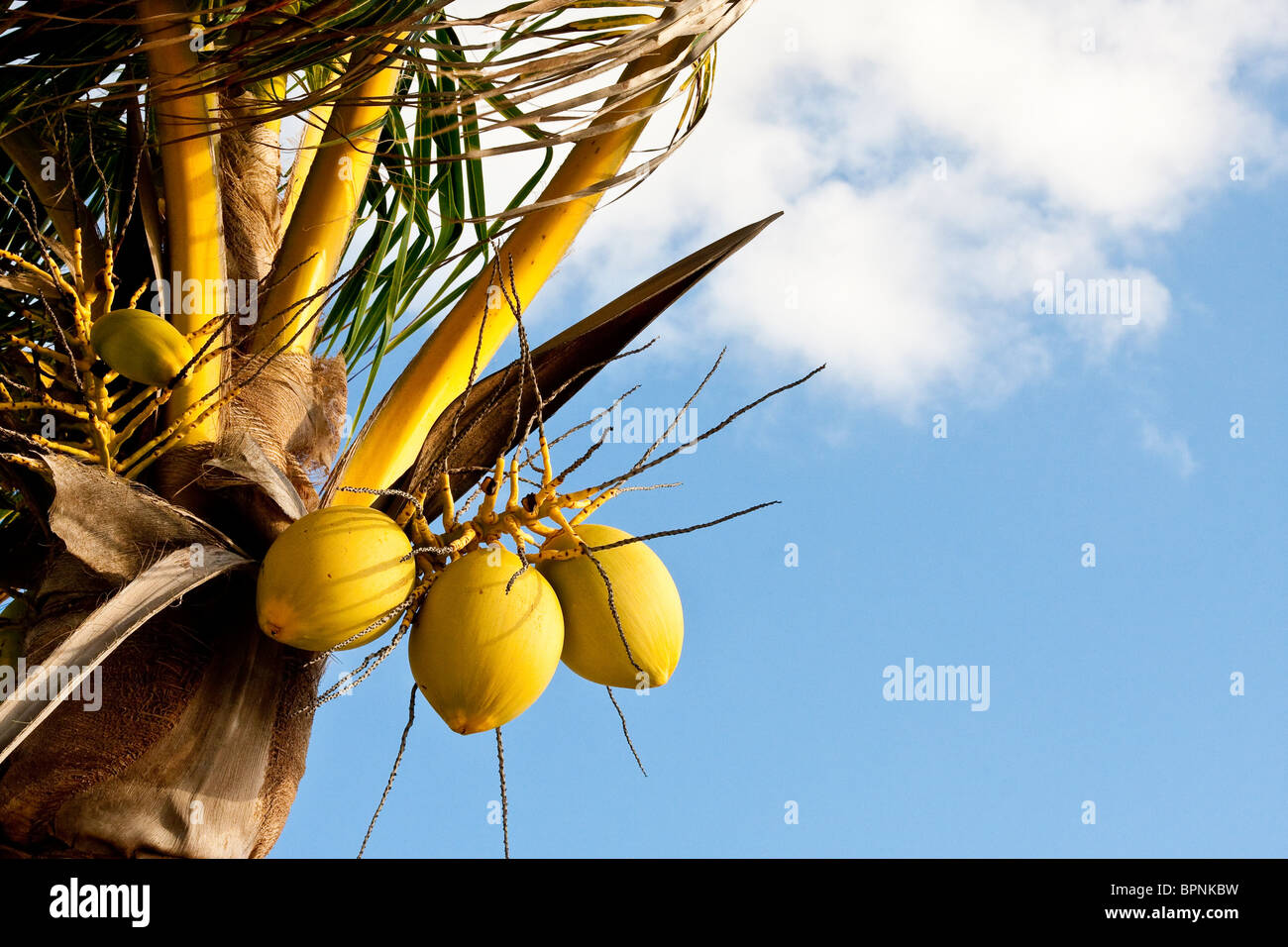 A coconut palm tree with tree coconuts against a sunny sky Stock Photo ...
