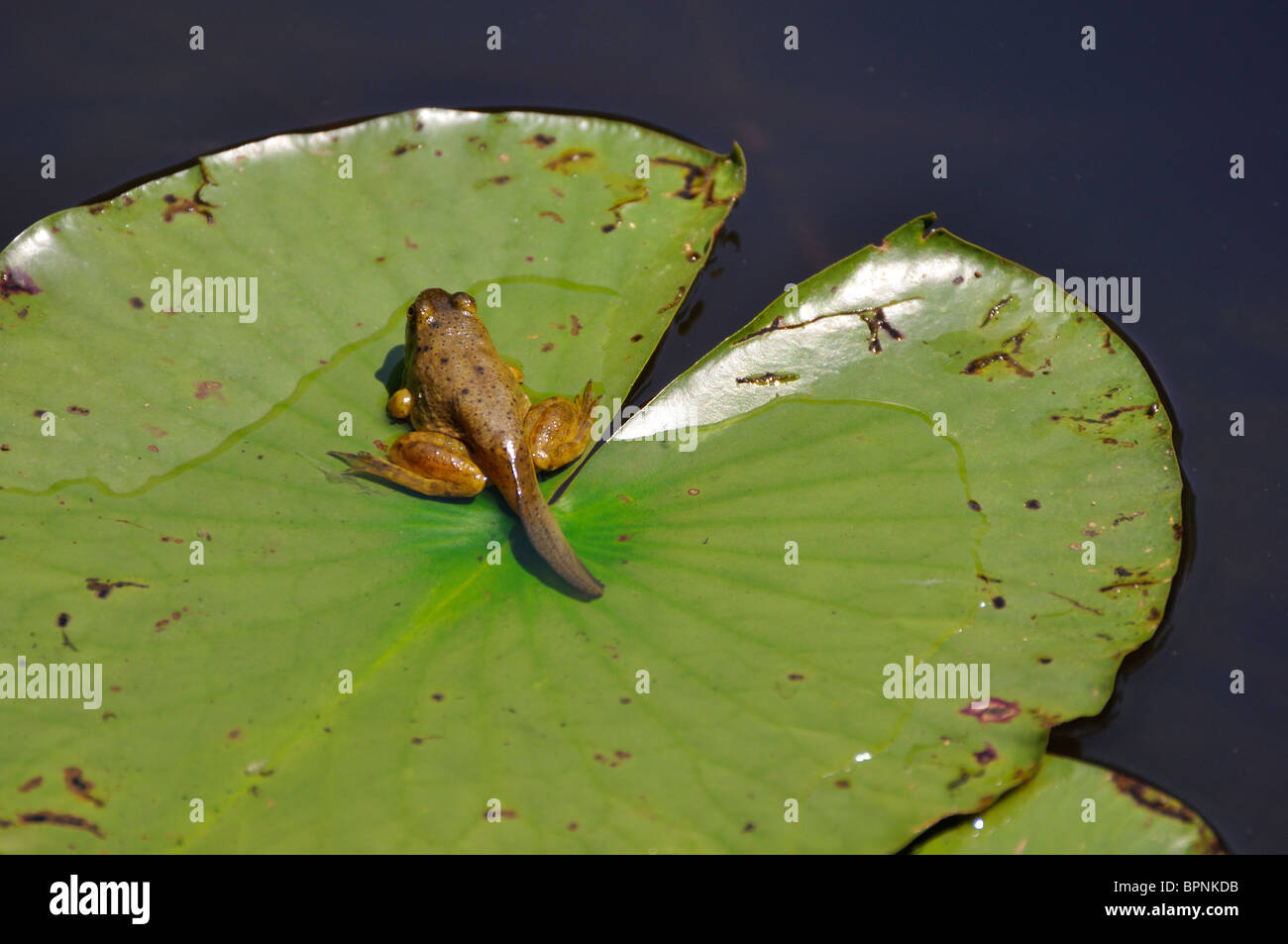 Tadpole on water lily leaf Stock Photo - Alamy