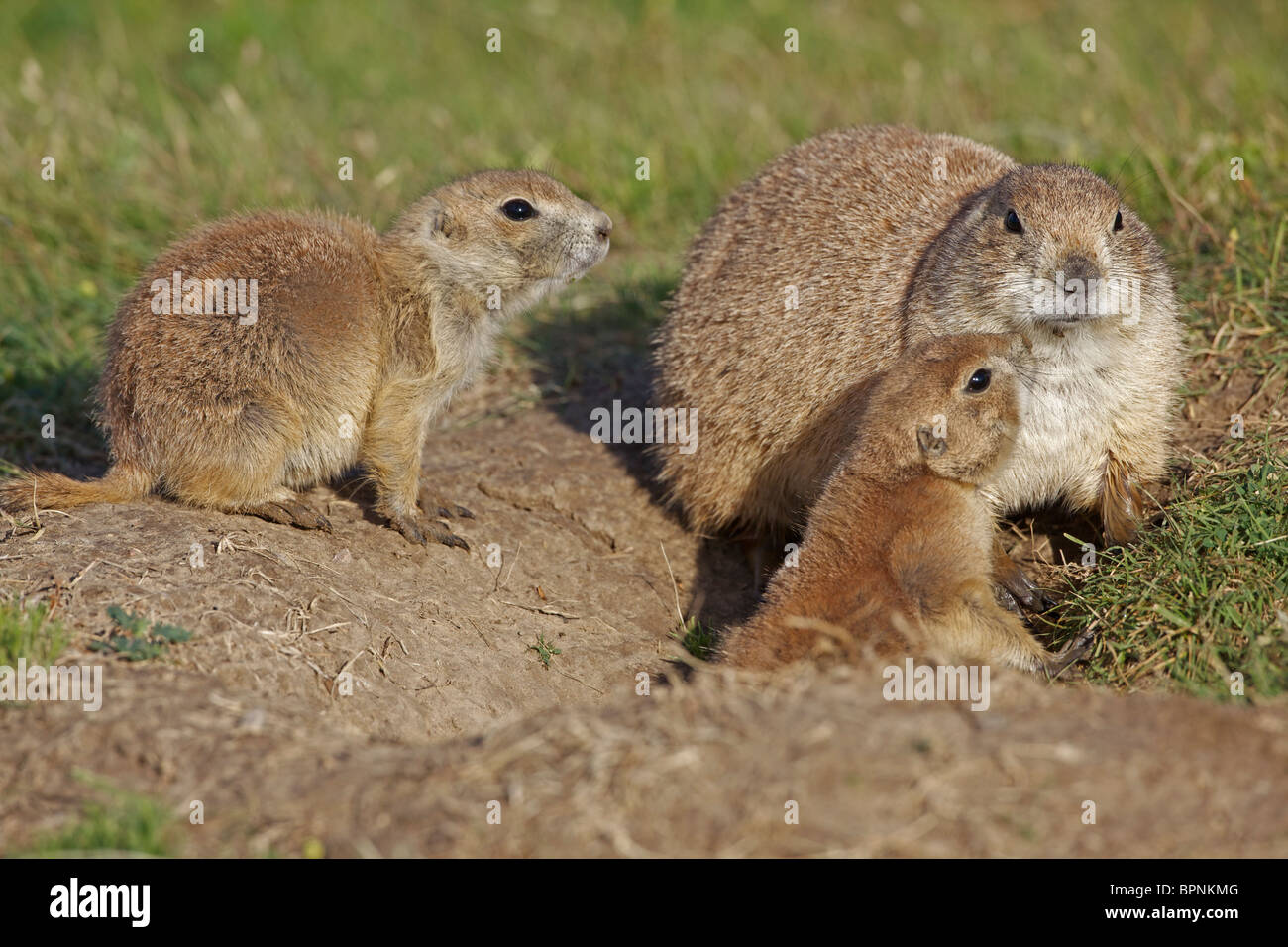 Black tail prairie dogs hi-res stock photography and images - Alamy