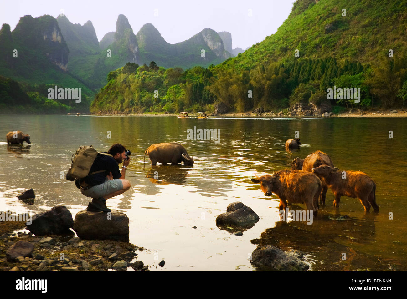 A tourist takes a picture of a buffalo in Yangshuo, Guangxi Province ...