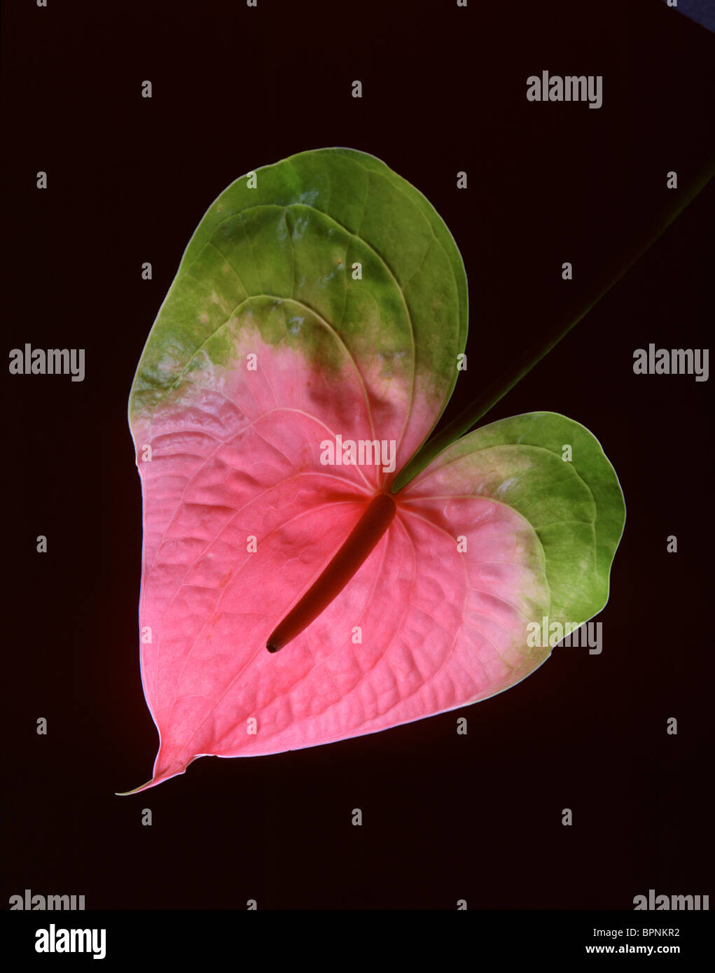 Spathiphyllum plant image hi-res stock photography and images - Alamy