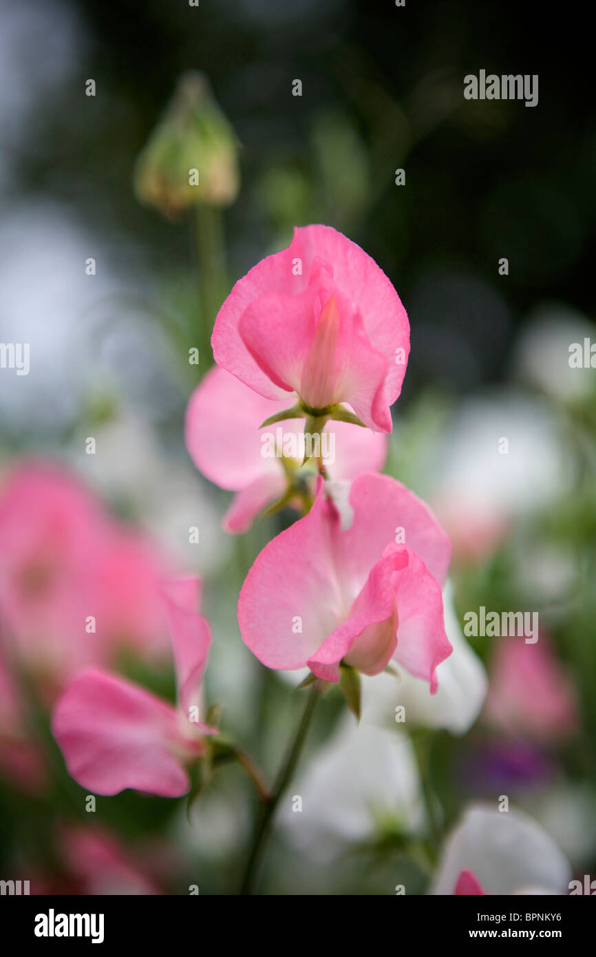 A close up of pink sweet peas growing in a garden Stock Photo - Alamy