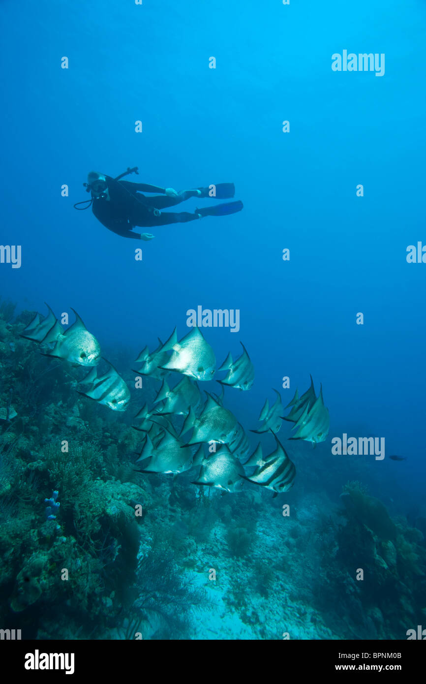 male scuba diver & Atlantic Spadefish (Chaetodipterus faber Caribbean ...