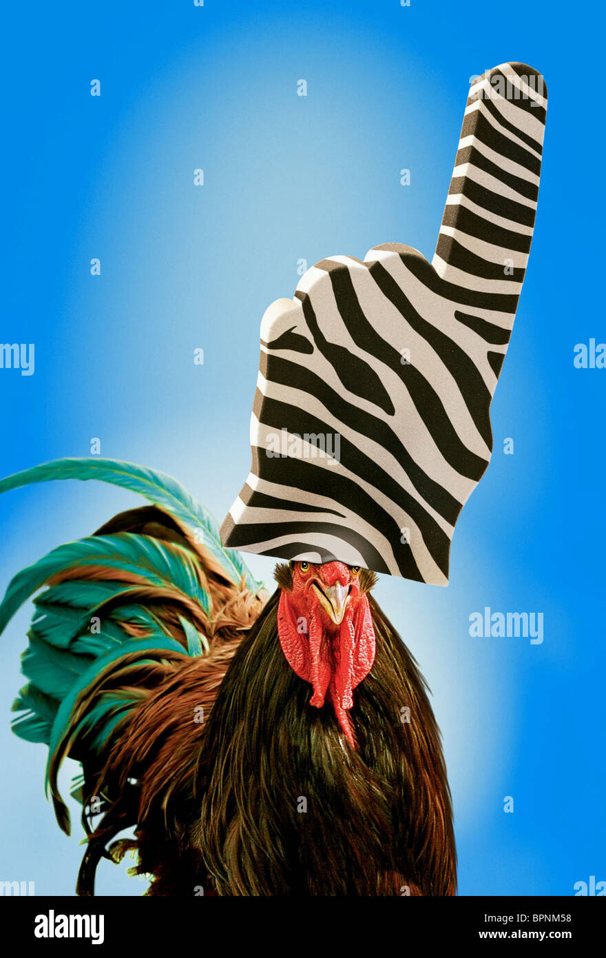 Portrait Rooster High Resolution Stock Photography and Images - Alamy