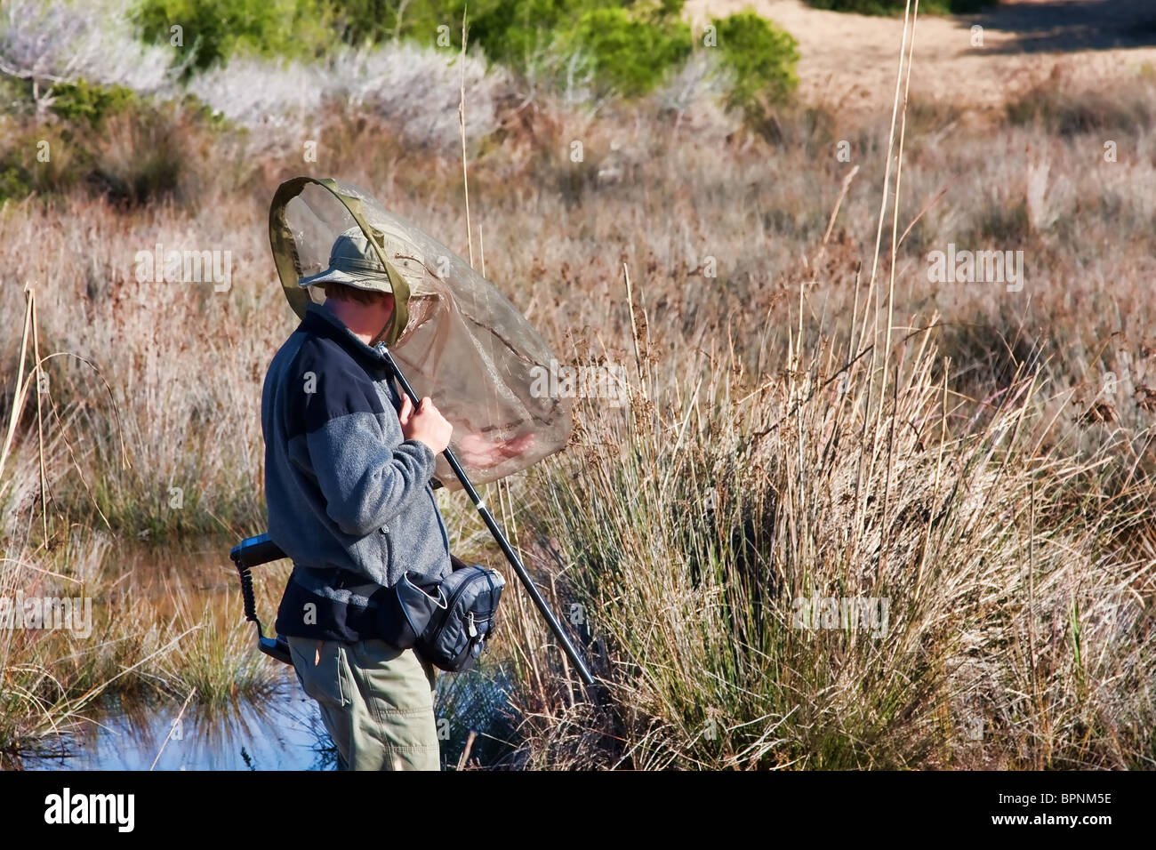 Biologist looking through an insect net at Kalogria, in Greece Stock ...