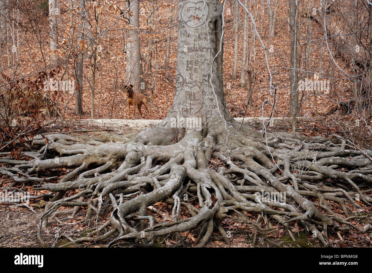 A curious dog standing next to an American Beech tree with massive ...