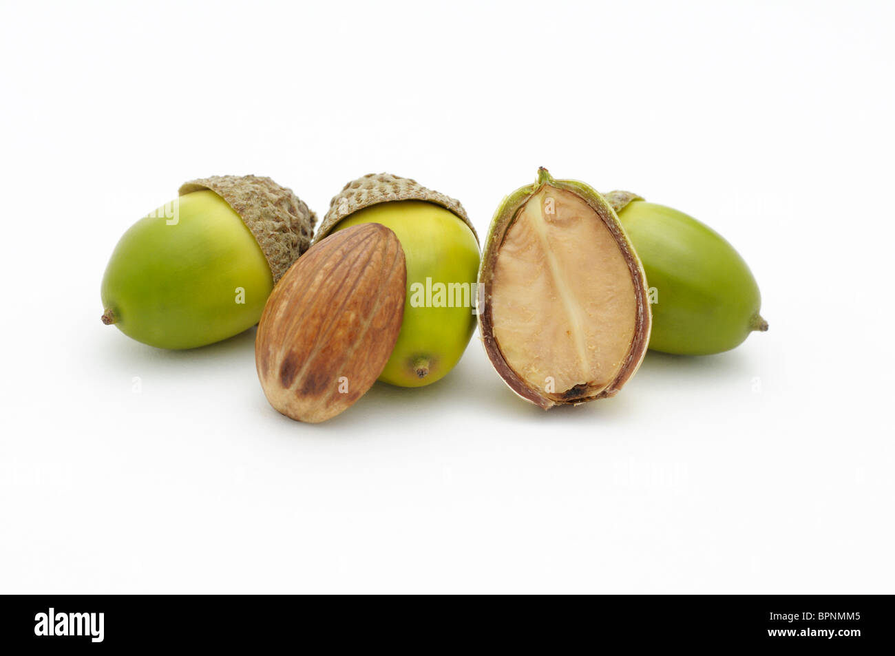 Acorns from chestnut oak.. One of the acorns has been cut in half to ...