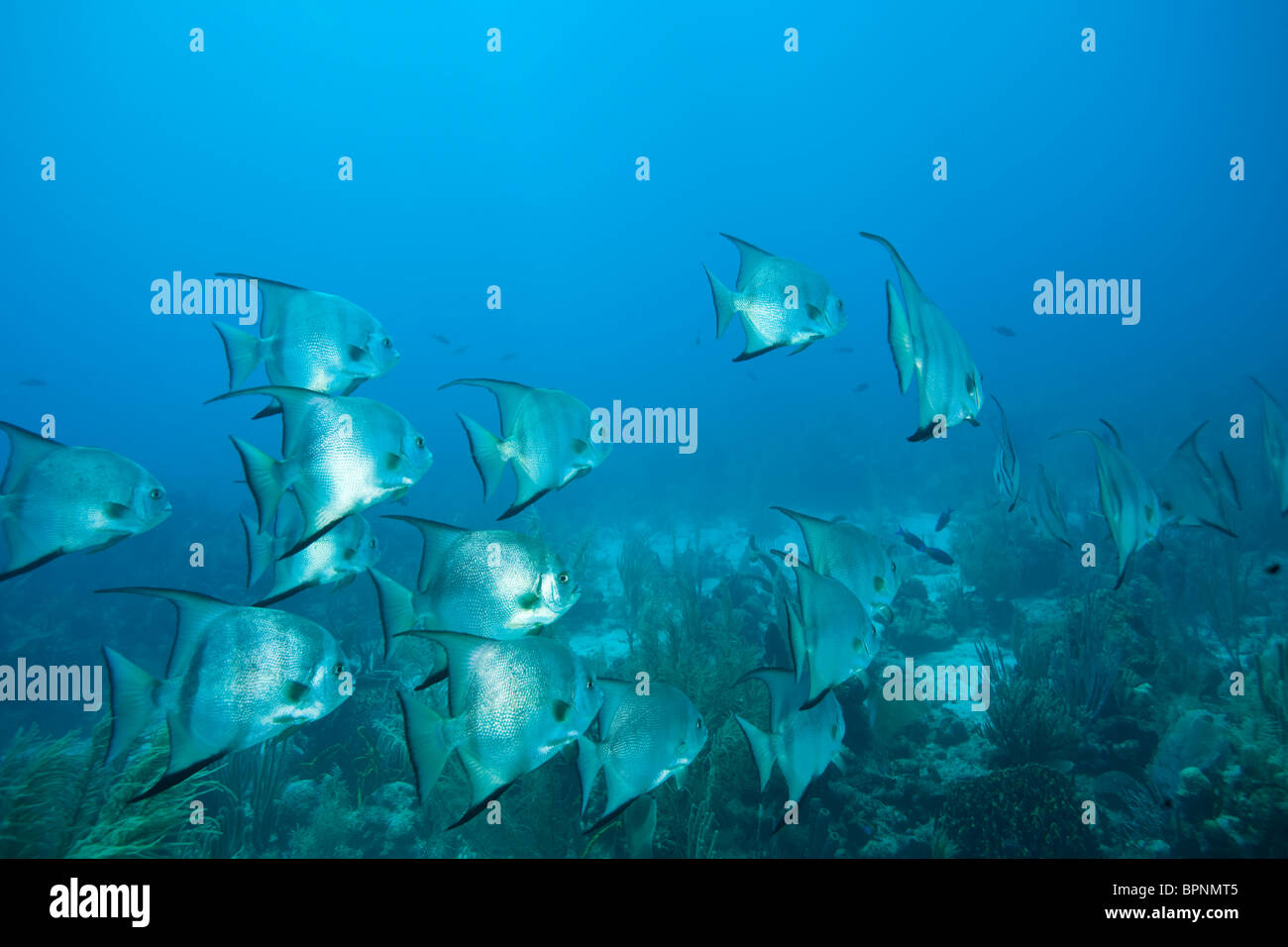 Atlantic spadefish chaetodipterus faber bay hi-res stock photography ...