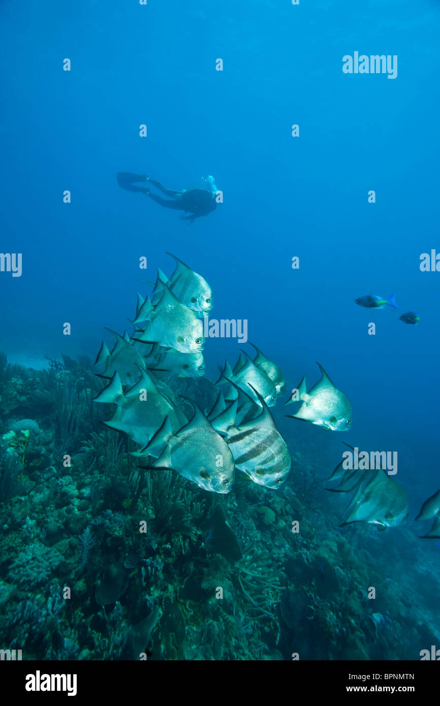 male scuba diver & Atlantic Spadefish (Chaetodipterus faber Caribbean ...