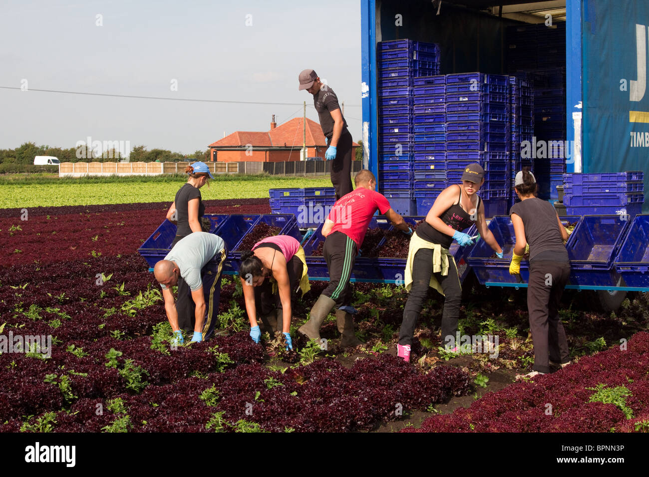 Bulgarian Immigrant farm workers, Labouring on salad vegetable Market ...