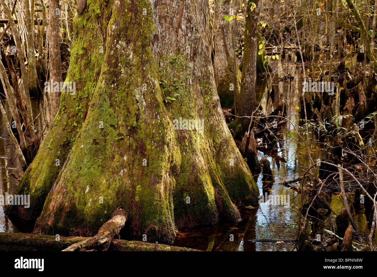 Beidler High Resolution Stock Photography and Images - Alamy