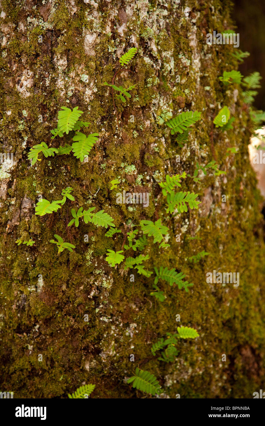 Beidler hi-res stock photography and images - Alamy