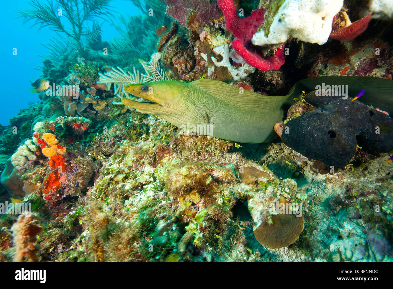 Green Moray Eel With Diver