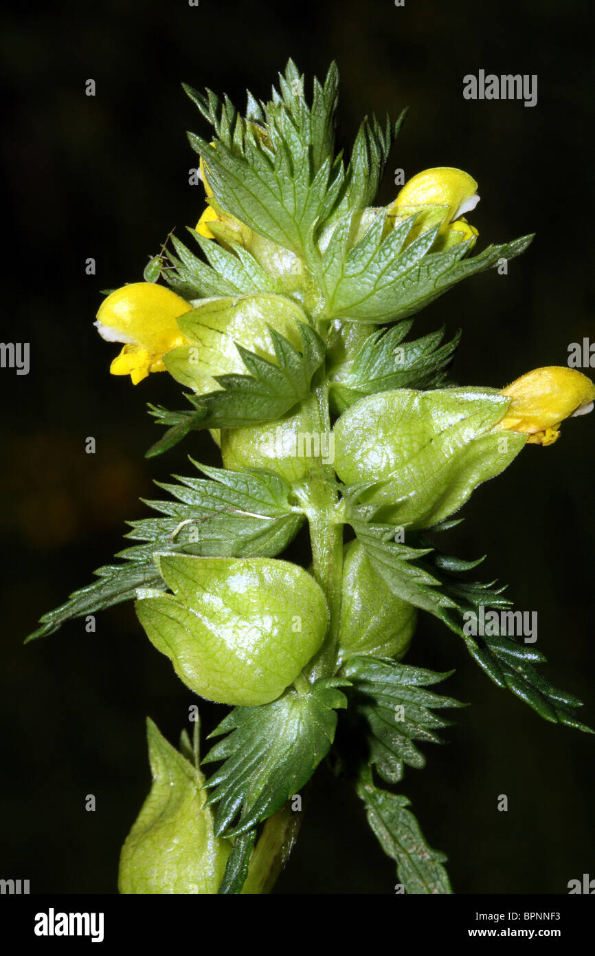 Family Orobanchaceae Stock Photos & Family Orobanchaceae Stock Images ...