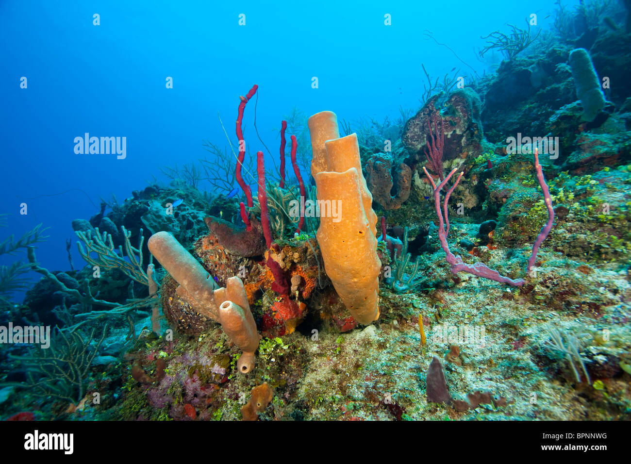 pristine reef with red rope & branching vase sponges, North Side of ...