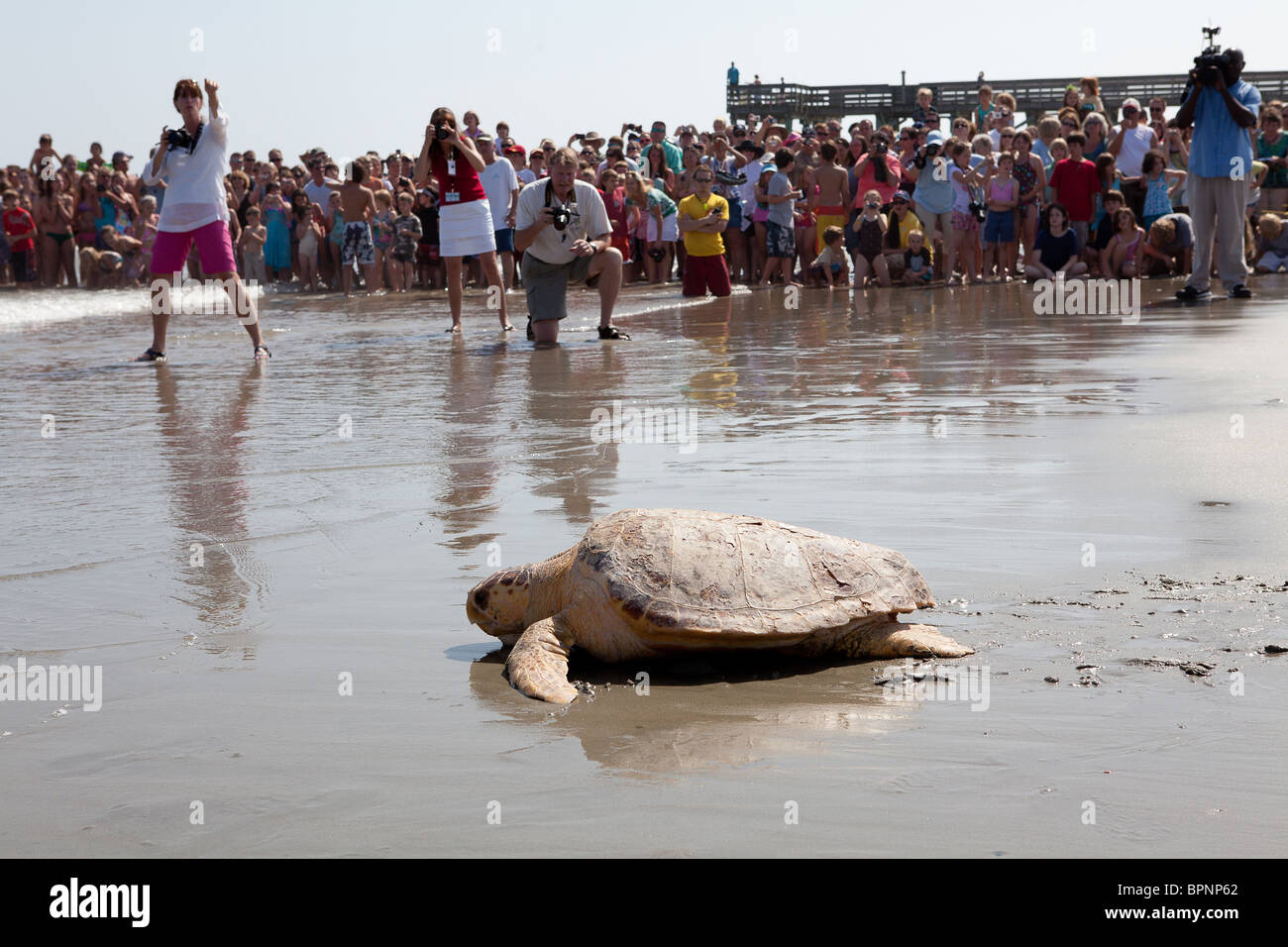 A rehabilitated loggerhead sea turtle released back to the ocean by the ...