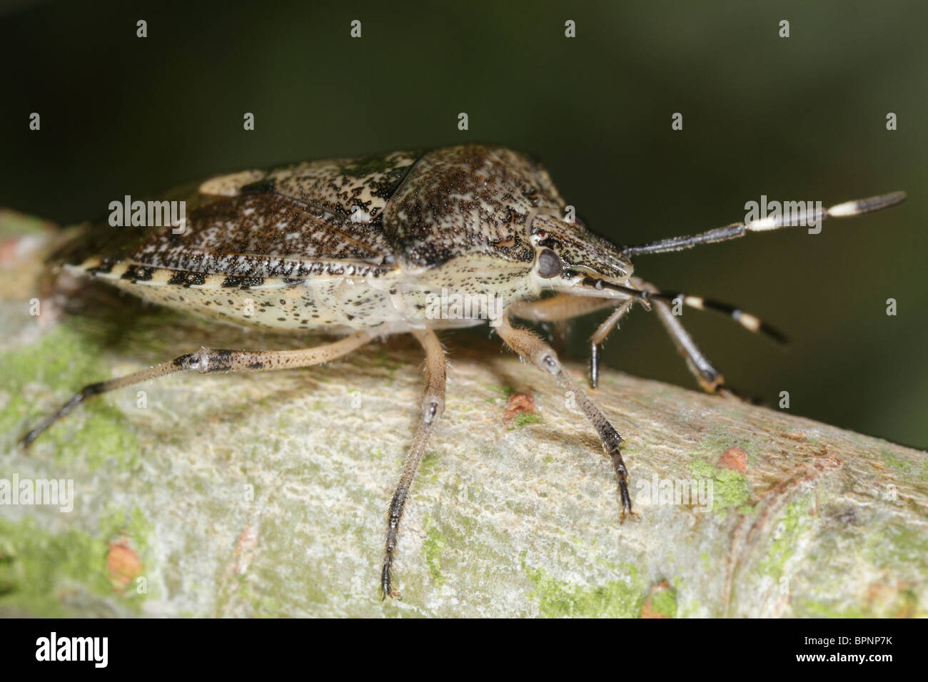 Rhaphigaster nebulosa, a stink bug, imago Stock Photo - Alamy