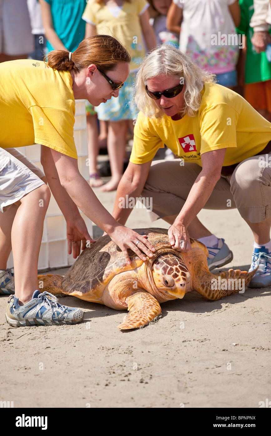 A rehabilitated loggerhead sea turtle released back to the ocean by the ...