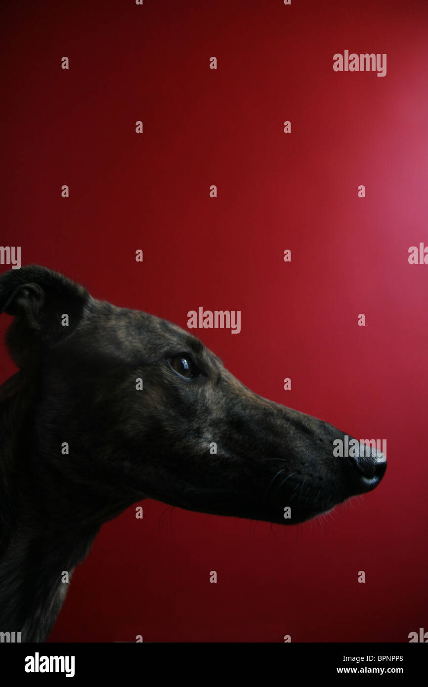 Close up of a greyhound dog's face, in profile Stock Photo - Alamy