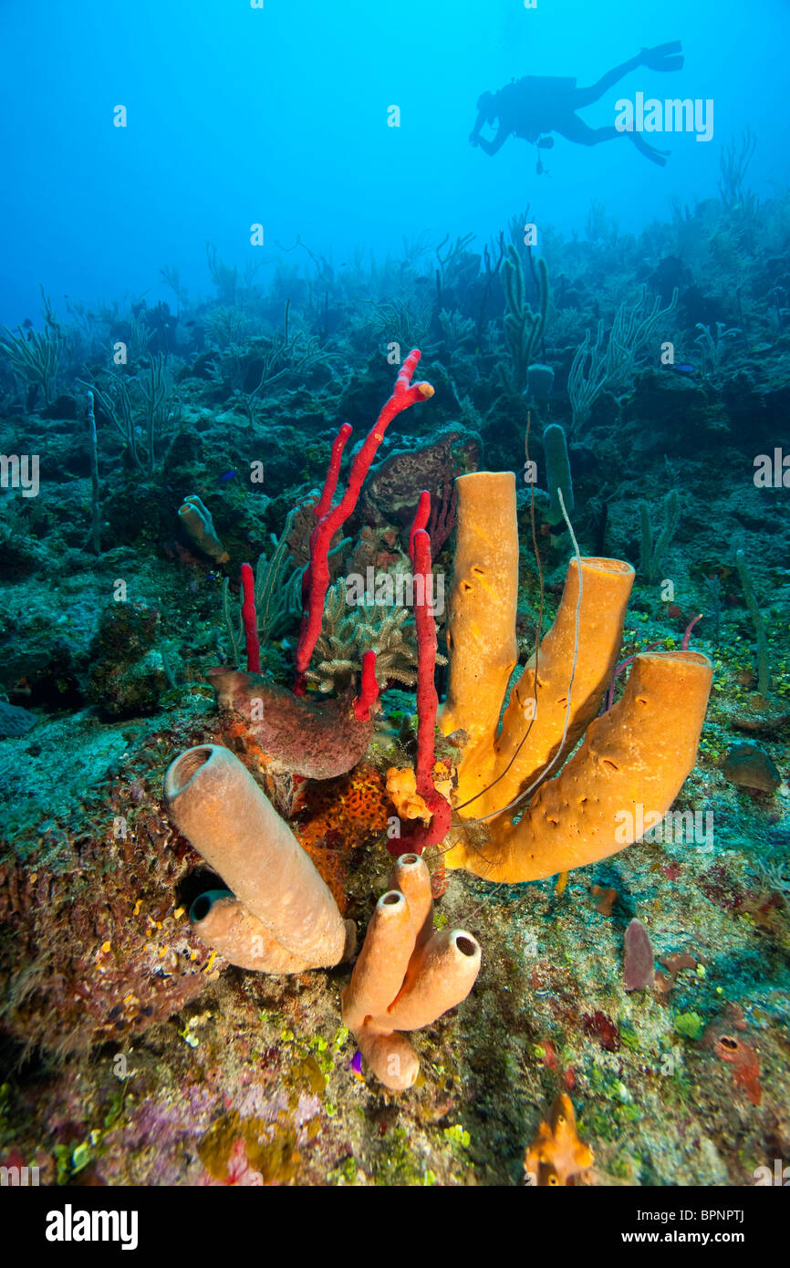 Haliclona hi-res stock photography and images - Alamy