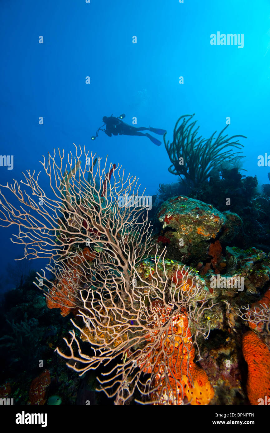 scuba diver with underwater camera, North side of Utila, Bay Islands ...