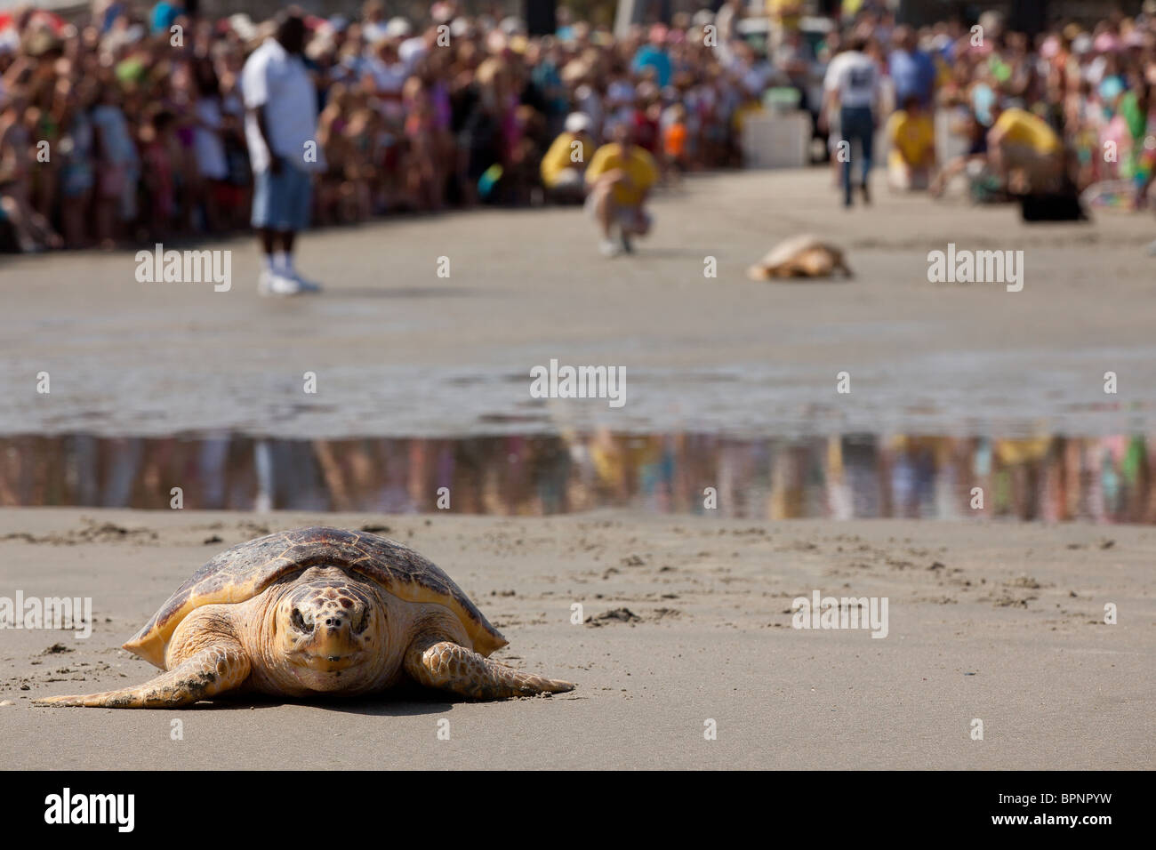 A rehabilitated loggerhead sea turtle released back to the ocean by the ...