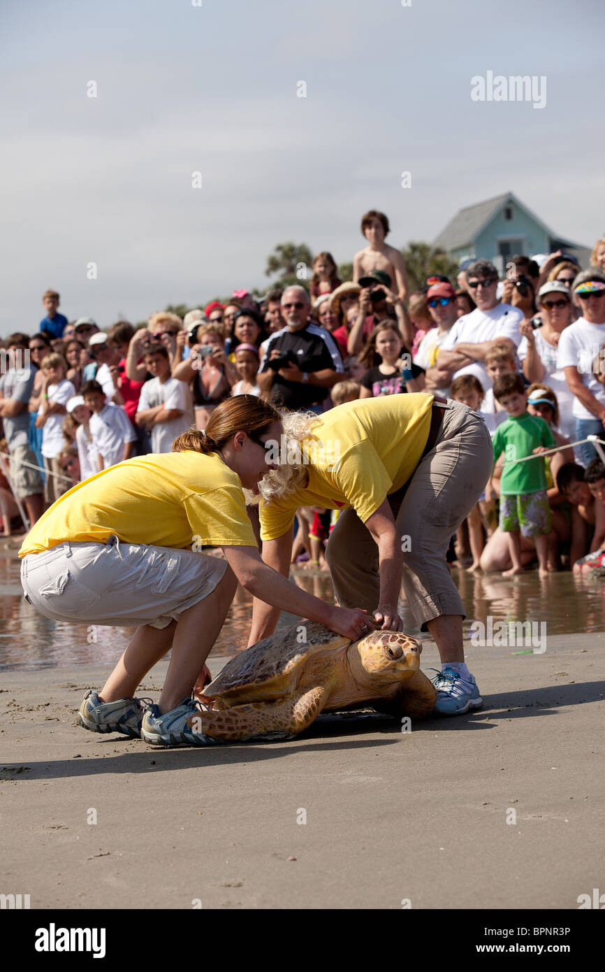 A rehabilitated loggerhead sea turtle released back to the ocean by the ...