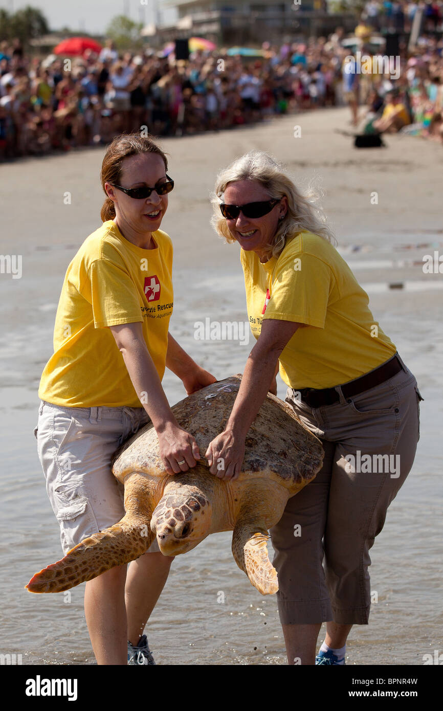 A rehabilitated loggerhead sea turtle released back to the ocean by the ...
