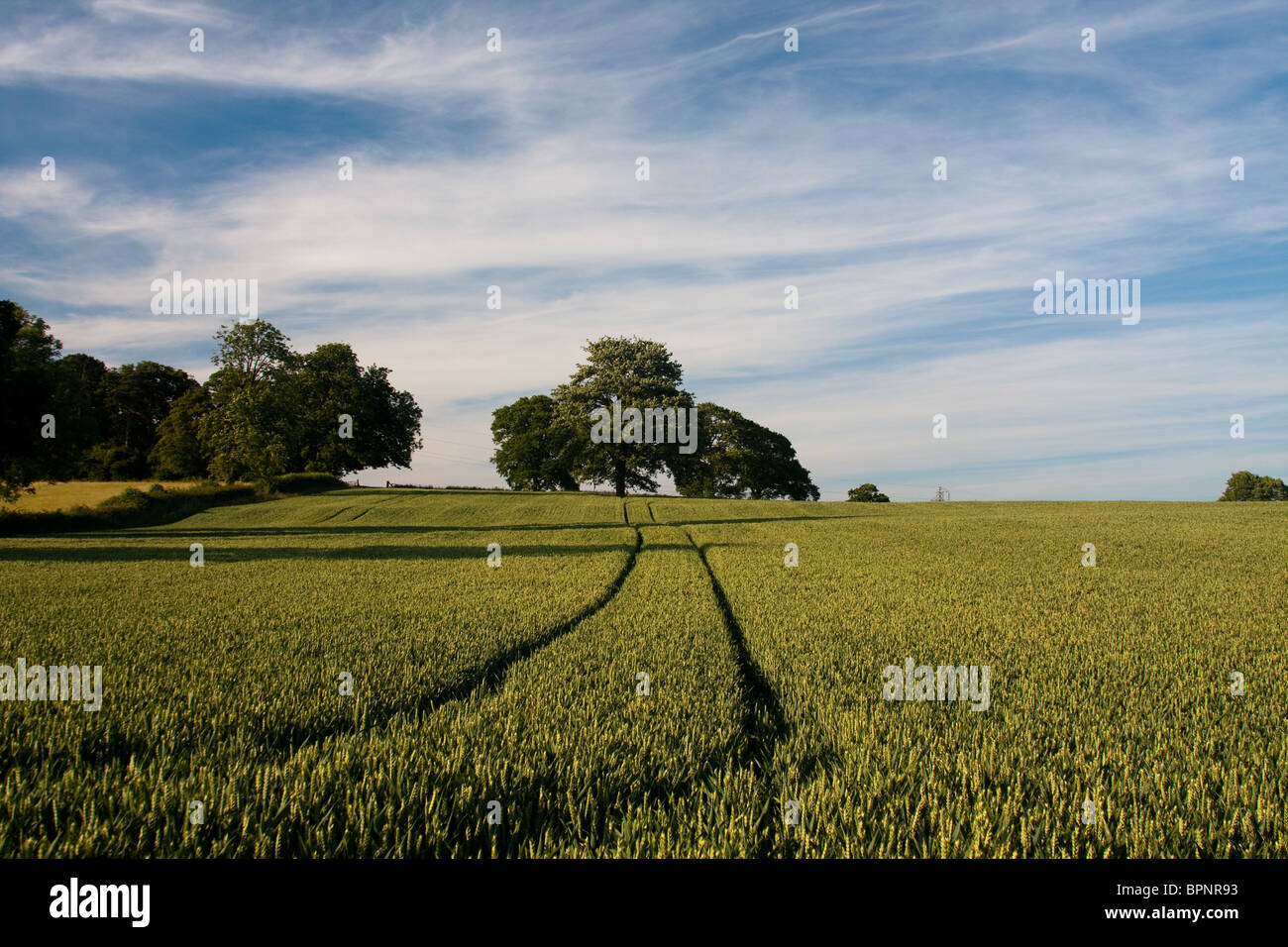 Wheat & Trees Stock Photo - Alamy