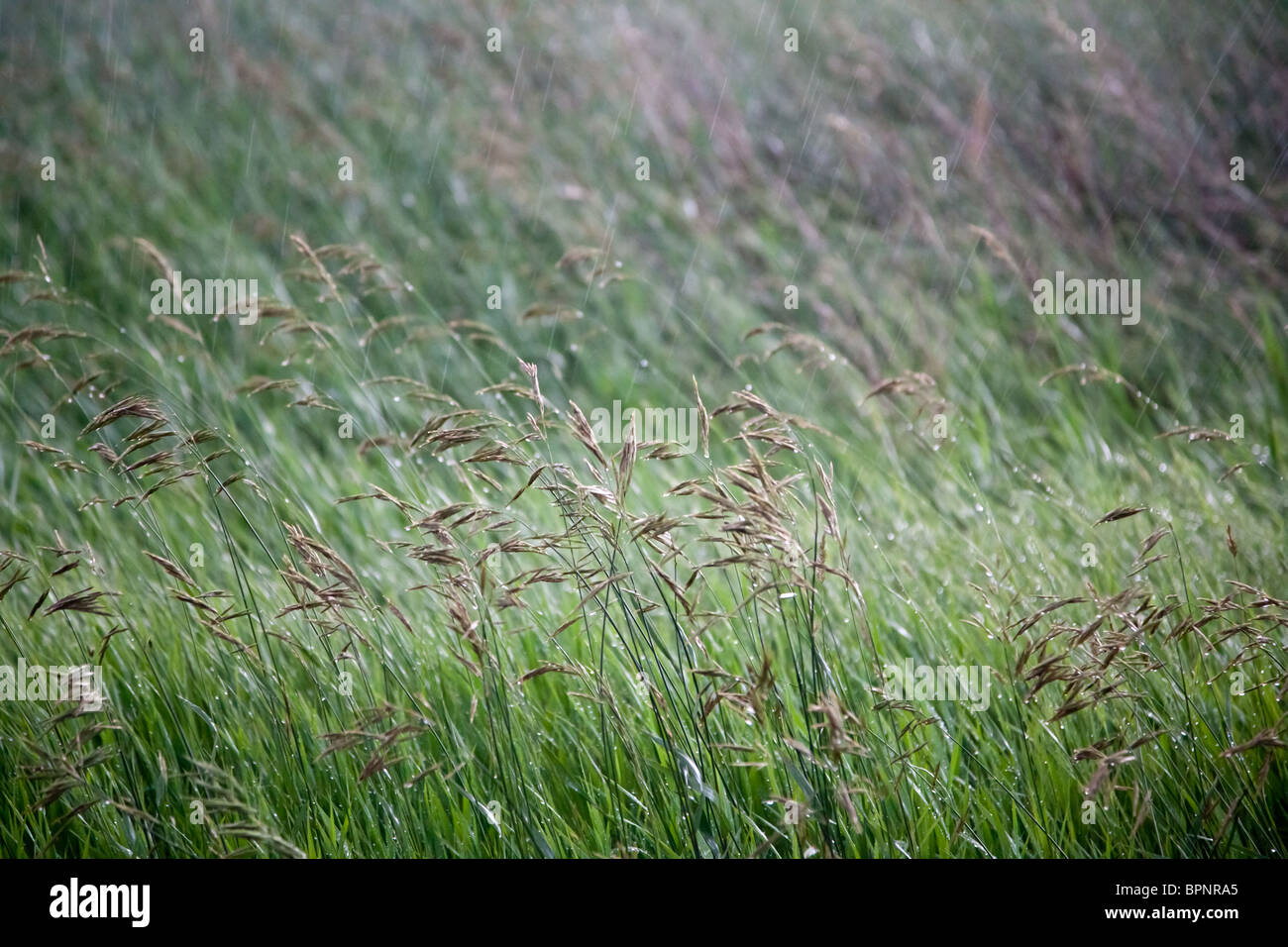 Rain falling on prairie grass Stock Photo - Alamy