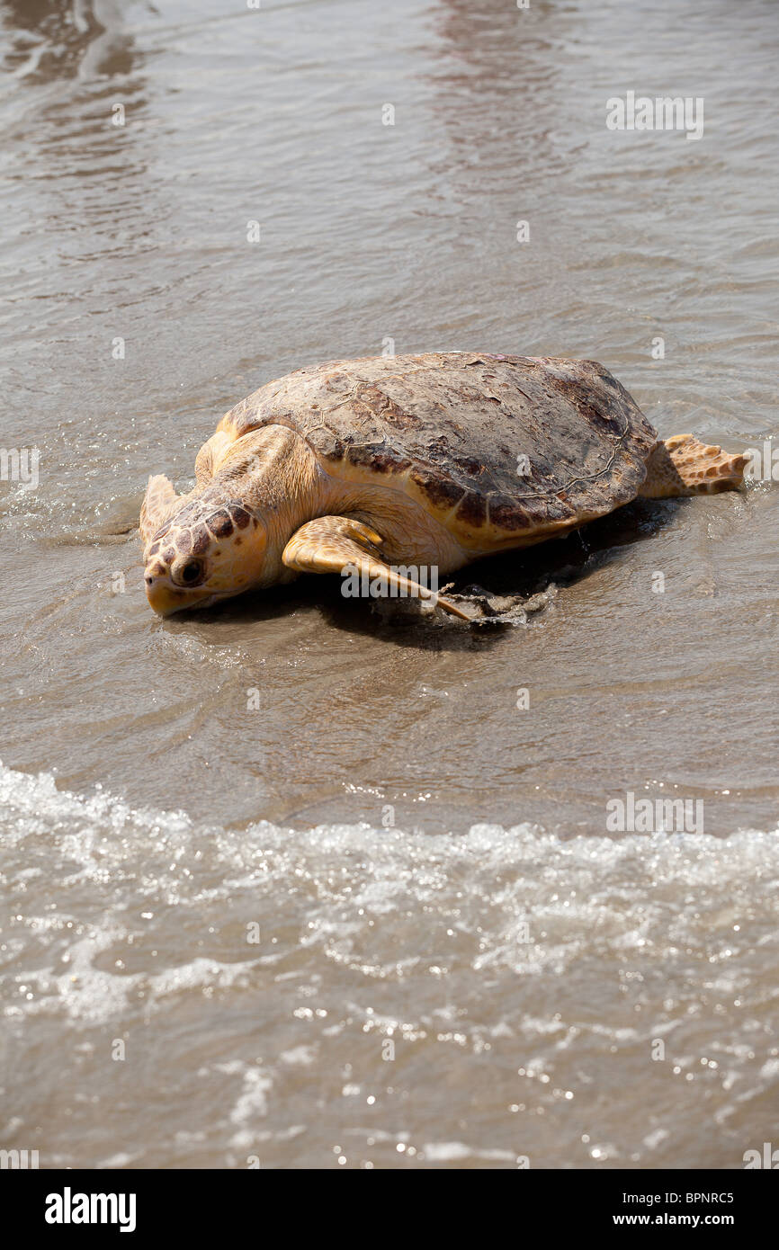 A rehabilitated loggerhead sea turtle released back to the ocean by the ...