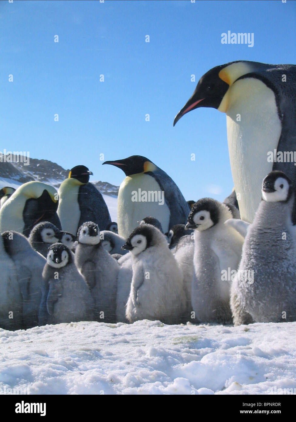March Of The Penguins Movie High Resolution Stock Photography and ...