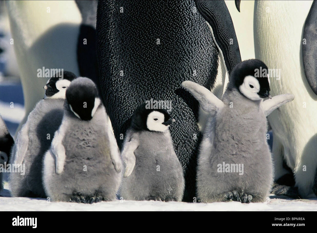 March Of The Penguins Movie High Resolution Stock Photography and ...