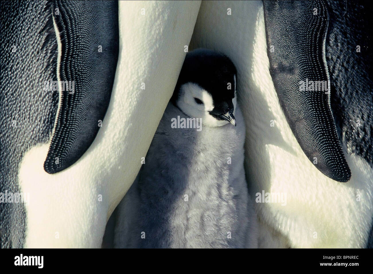 Marche De Lempereur High Resolution Stock Photography and Images - Alamy