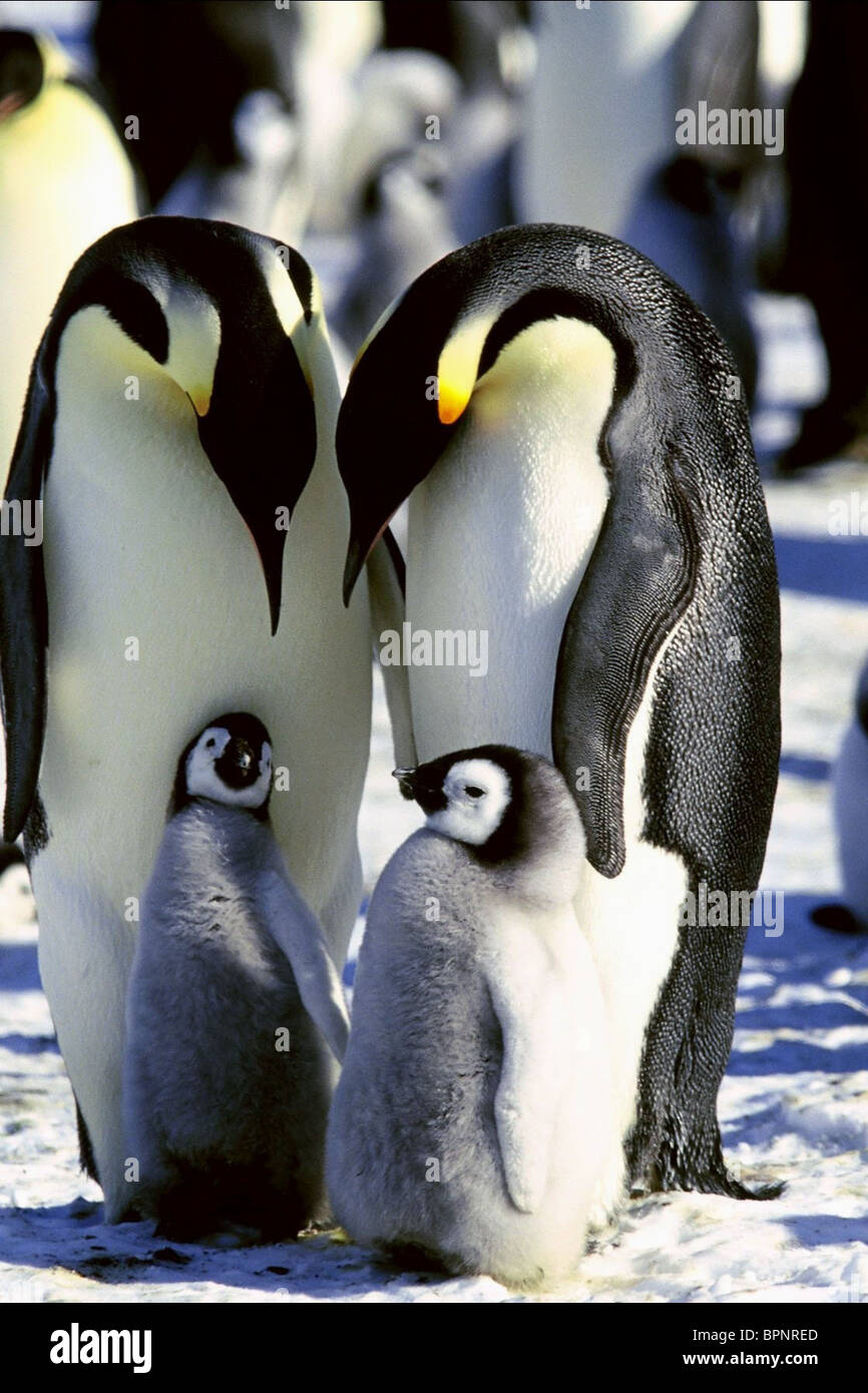 March Of The Penguins And Film High Resolution Stock Photography and ...
