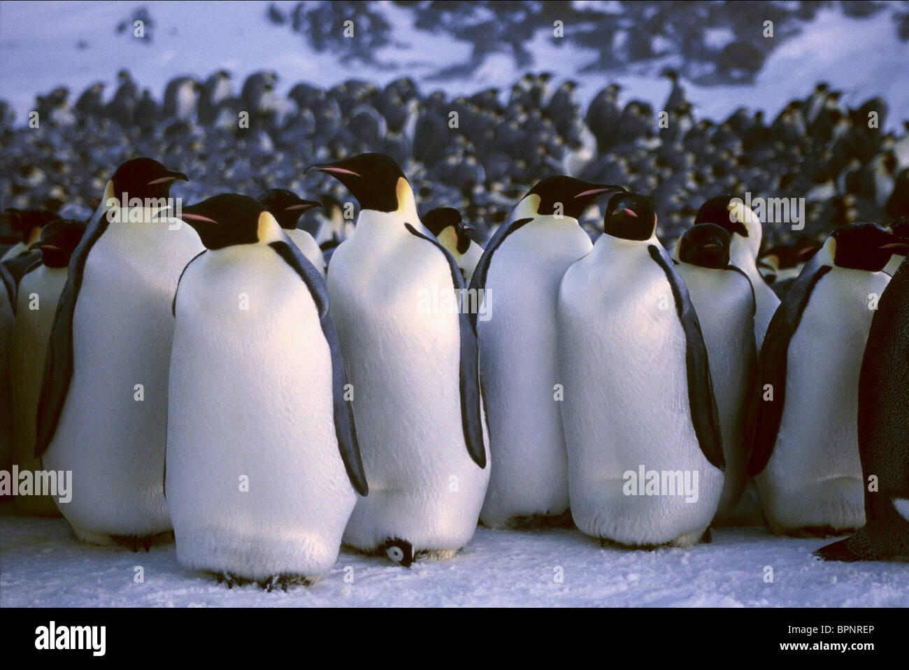 March Of The Penguins Documentary Stock Photos & March Of The Penguins ...