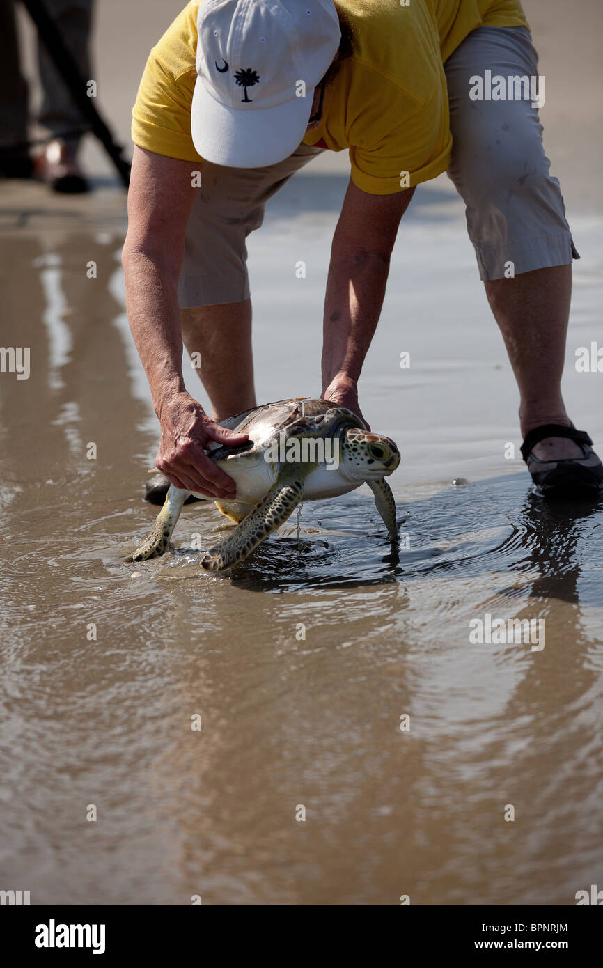 A rehabilitated green sea turtle released back to the ocean by the ...