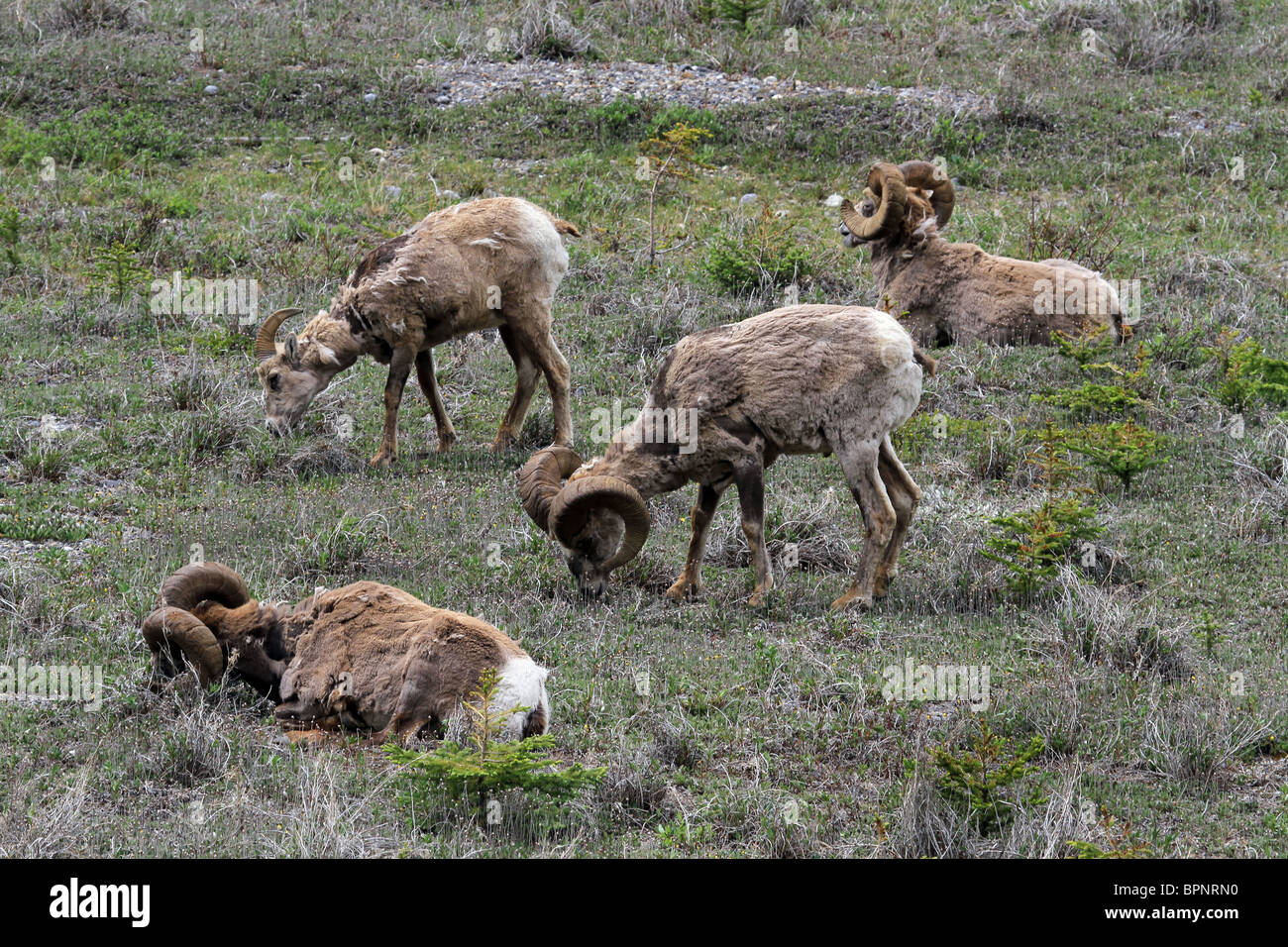 Big Horn sheep in Banff National Park, Alberta, Canada. Small herd of ...