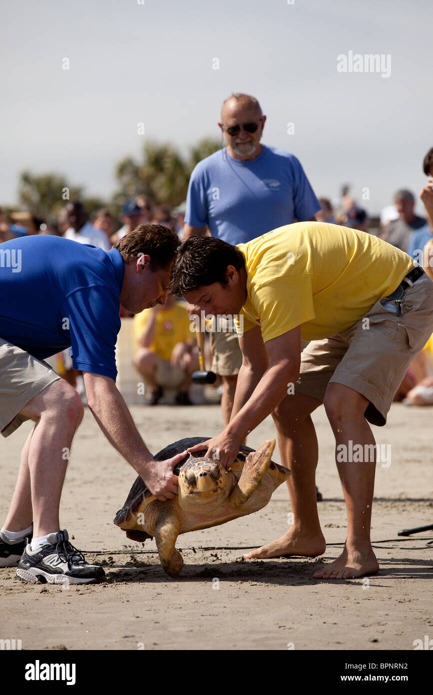A rehabilitated loggerhead sea turtle released back to the ocean by the ...