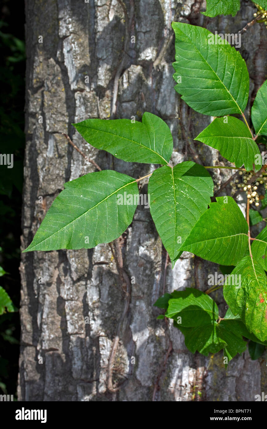 Contact Dermatitis Poison Ivy High Resolution Stock Photography and ...