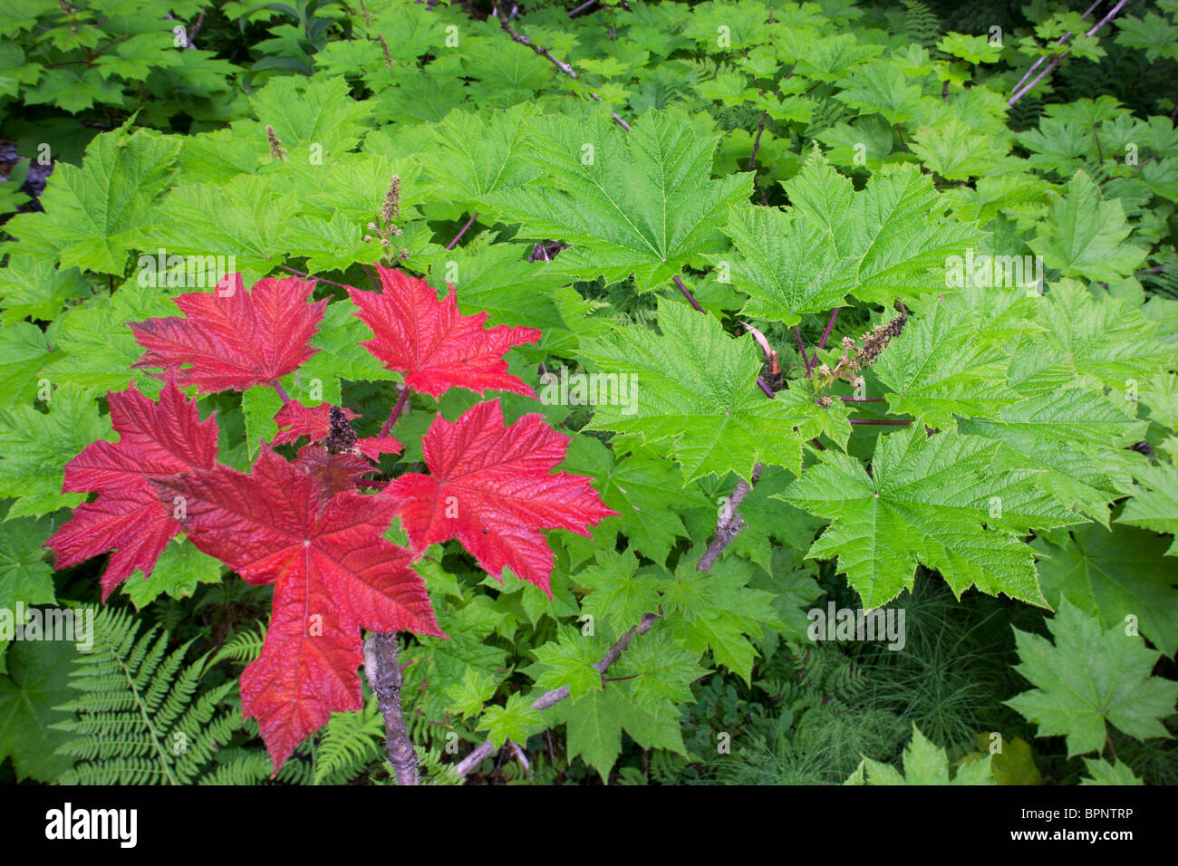 Devil's club alaska hi-res stock photography and images - Alamy