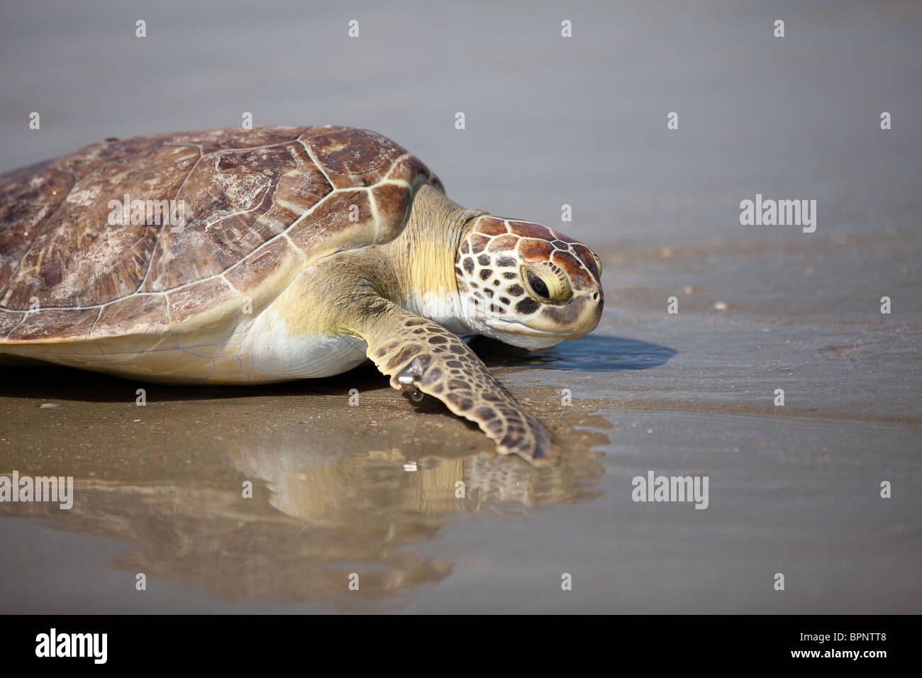 A rehabilitated green sea turtle released back to the ocean by the ...