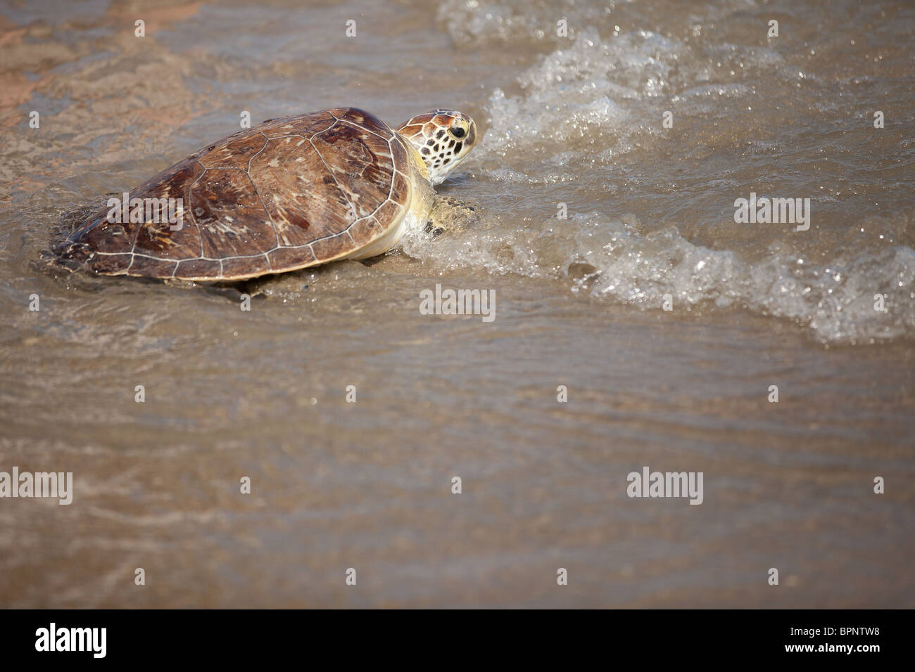 A rehabilitated green sea turtle released back to the ocean by the ...