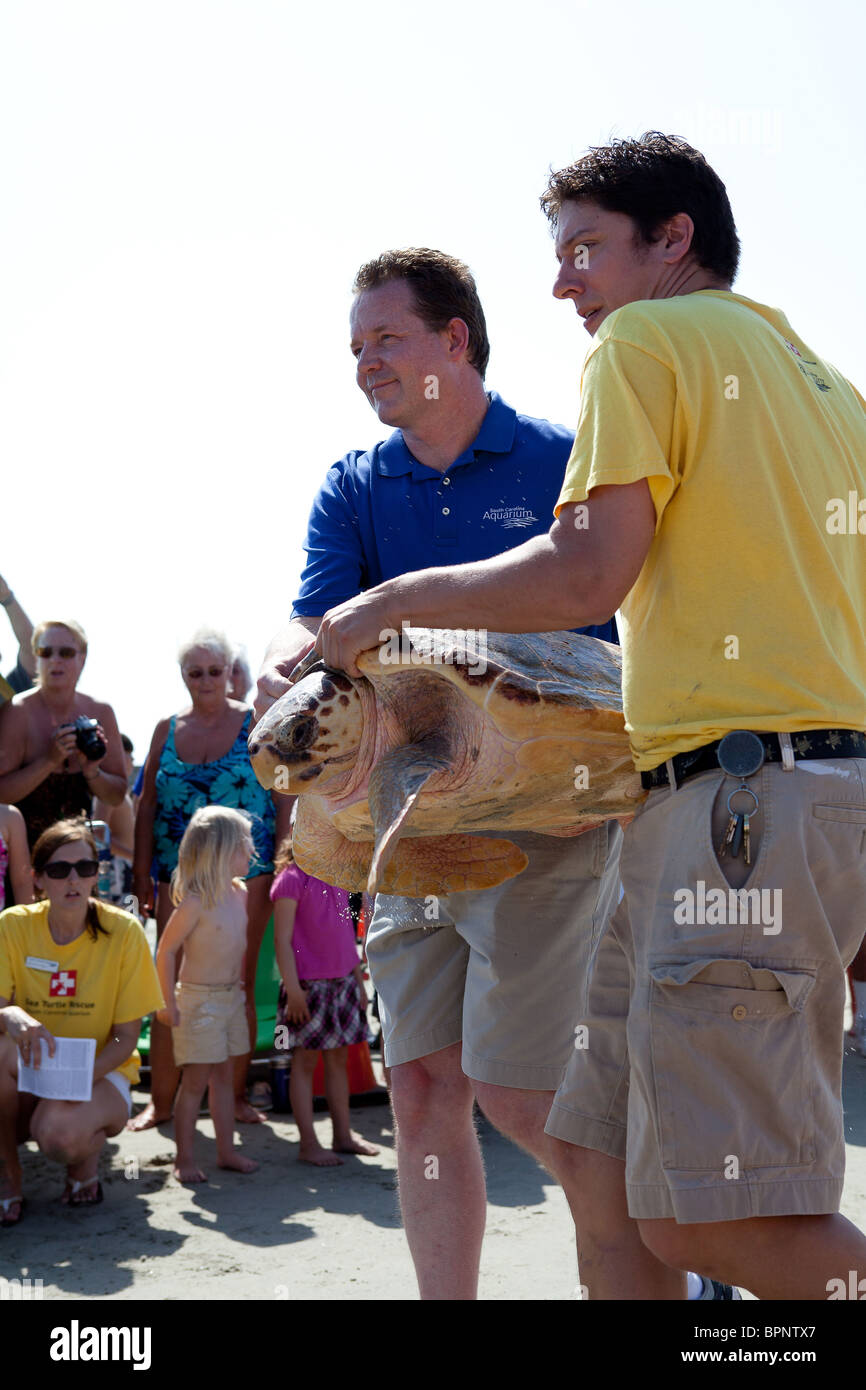 A rehabilitated loggerhead sea turtle released back to the ocean by the ...